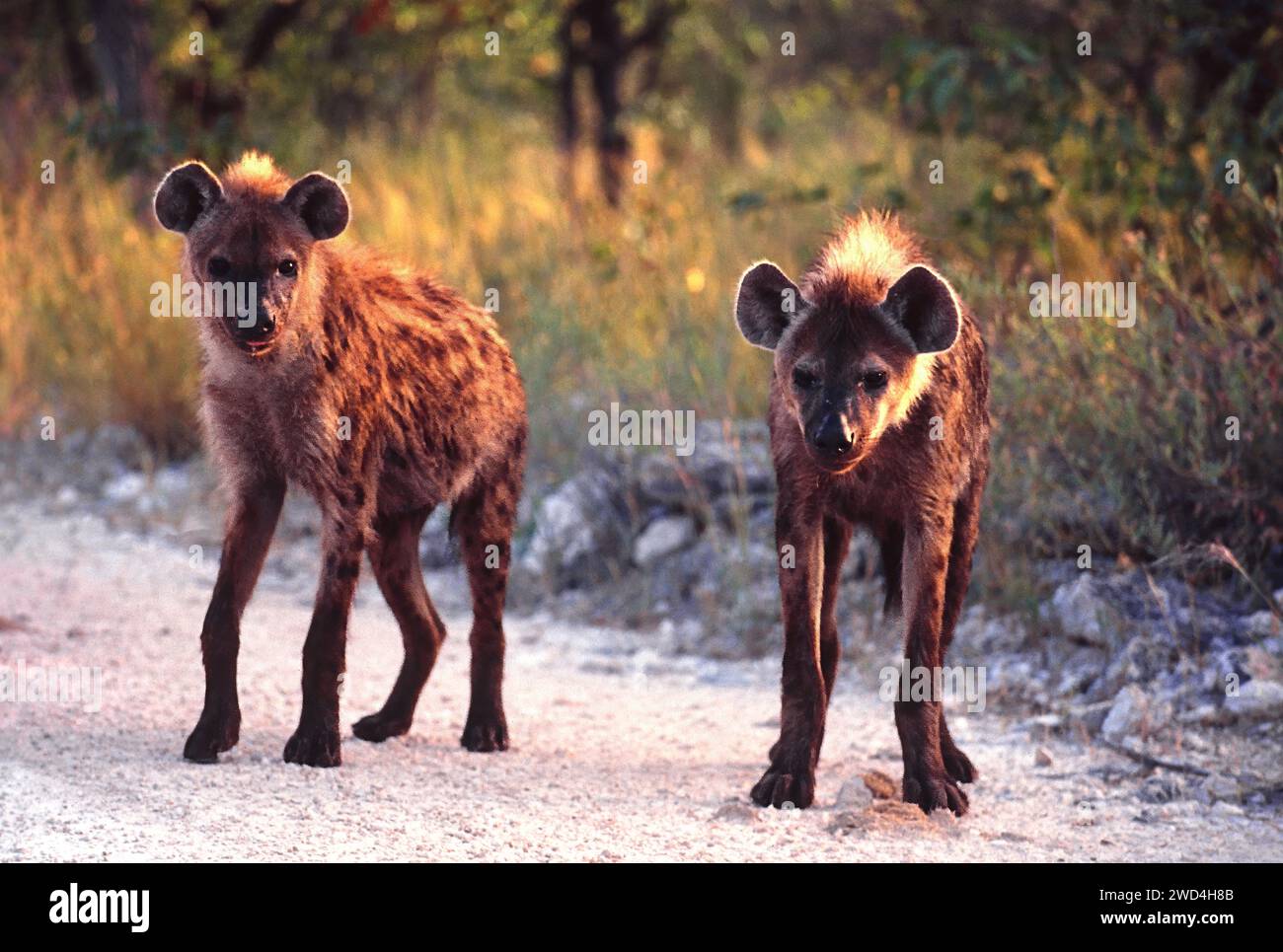 Two hyenas Crocuta crocuta on the road in Etosha Namibia Stock Photo ...
