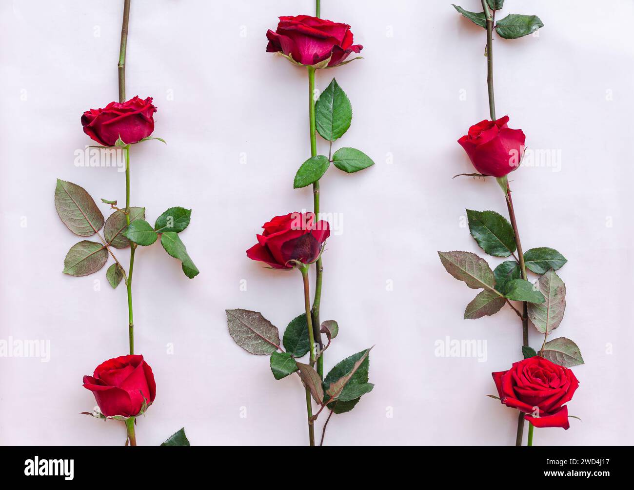 Four roses with leafy stems on white background Stock Photo - Alamy