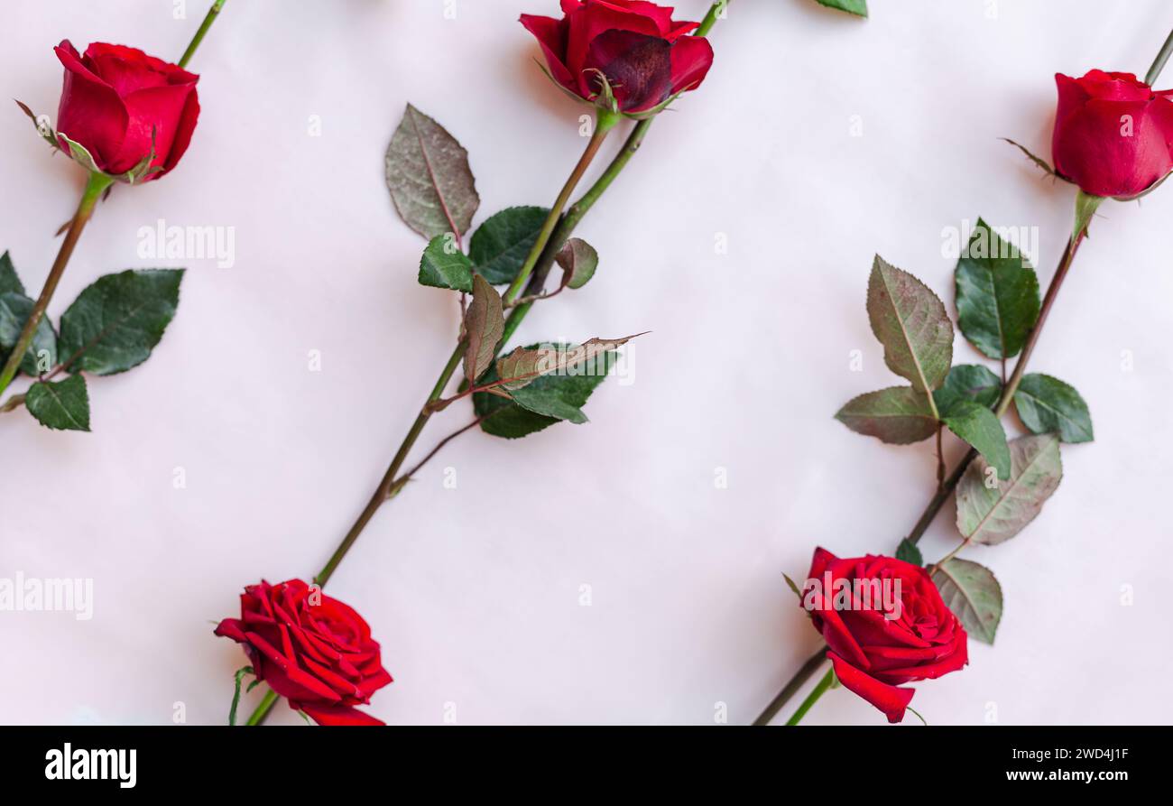 Three rose branches with buds on a white background, arranged in a line ...