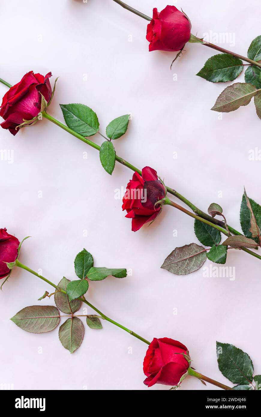 A composition of roses arranged neatly with their stems elegantly ...
