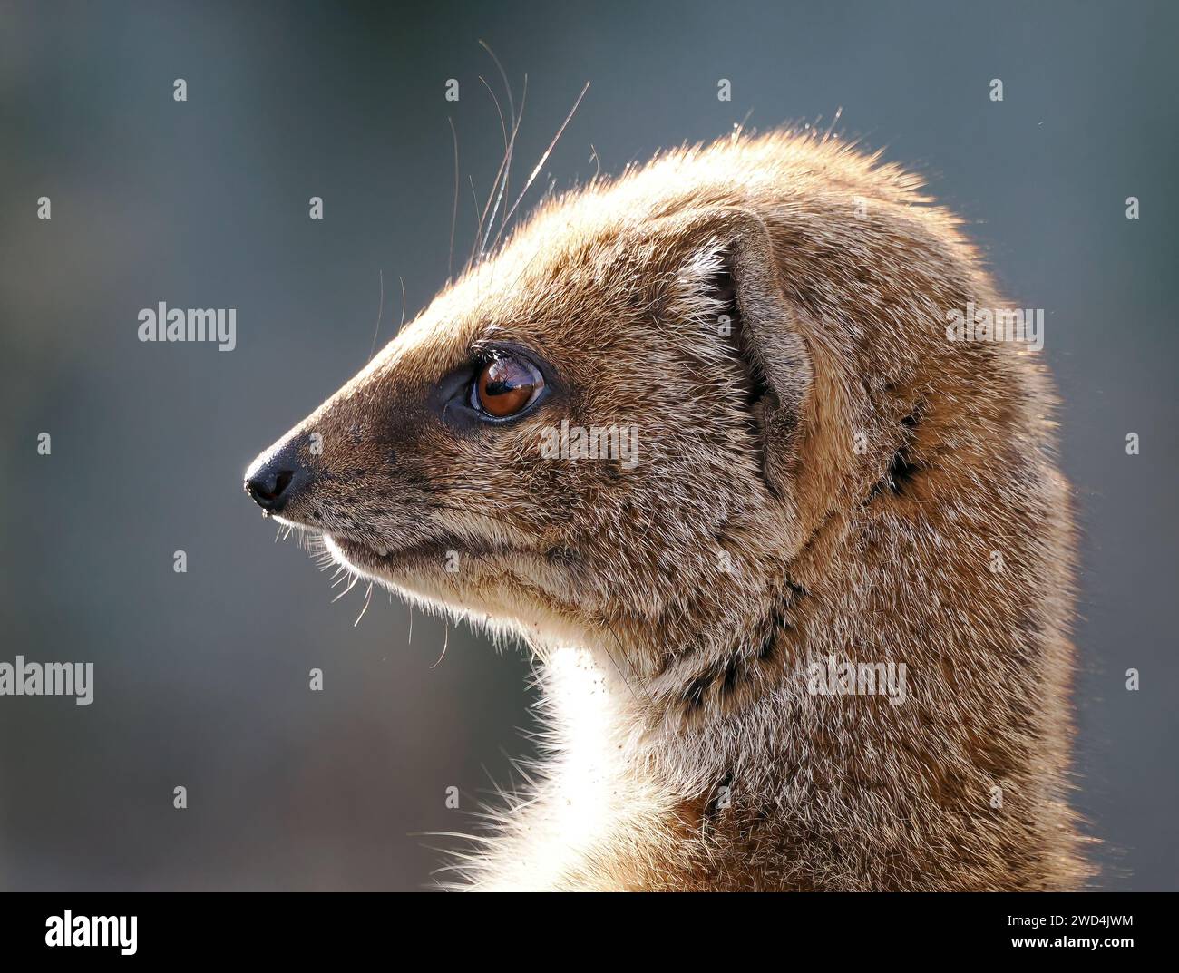 Yellow mongoose, red meerkat, Fuchsmanguste, Mangouste jaune, Cynictis ...