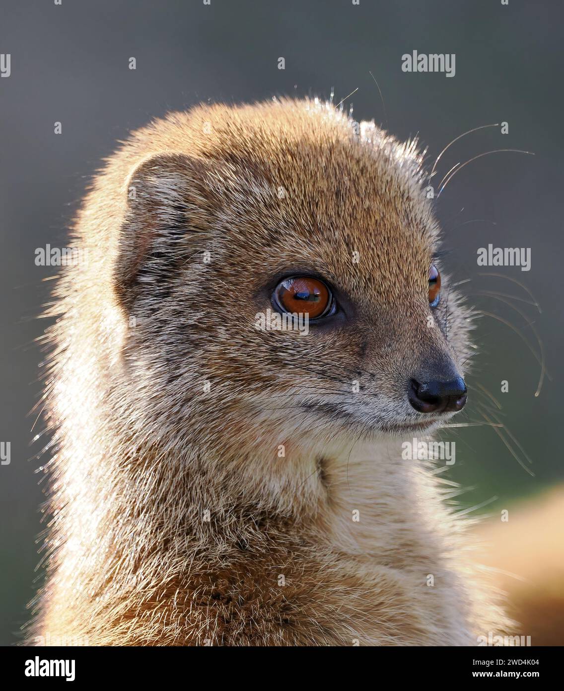 Rokamanguszta hi-res stock photography and images - Alamy