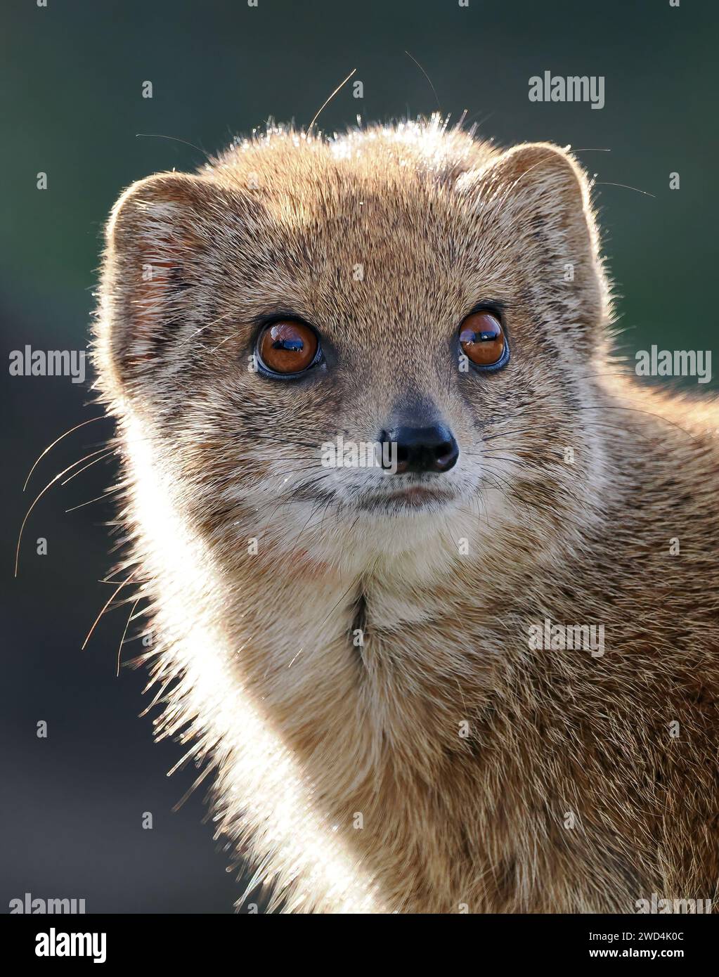 Yellow mongoose, red meerkat, Fuchsmanguste, Mangouste jaune, Cynictis ...