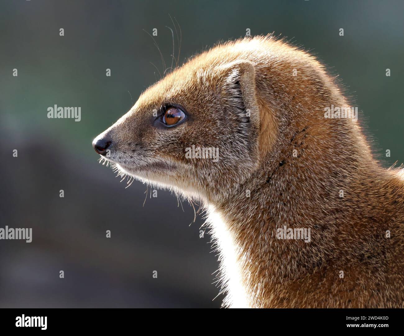 Yellow mongoose, red meerkat, Fuchsmanguste, Mangouste jaune, Cynictis ...