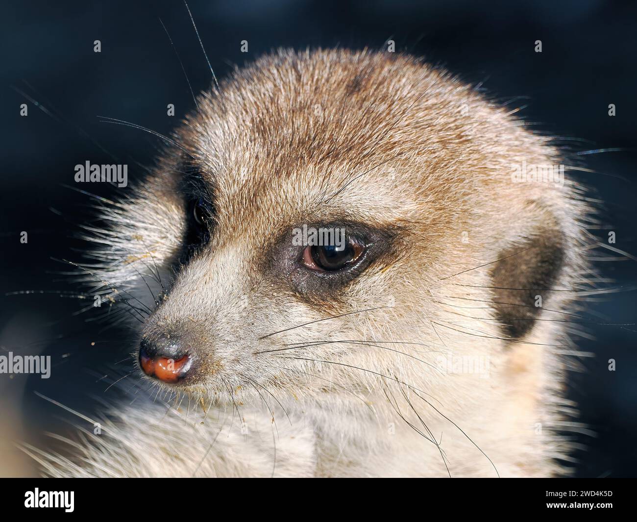 Meerkat, suricate, Erdmännchen, Surikate, Suricate, Suricata suricatta ...