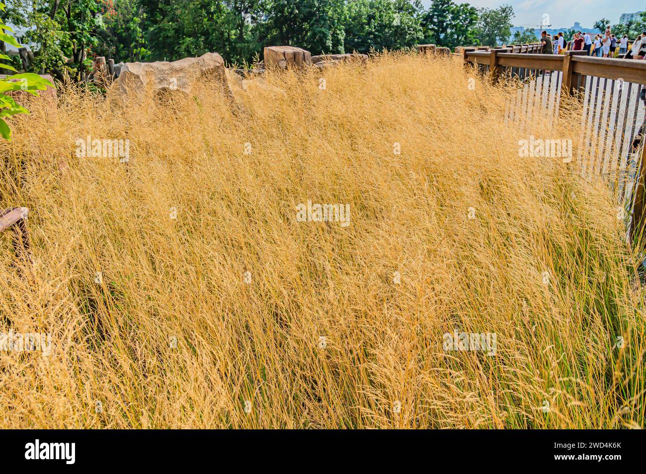 lawn in garden dry and dead. Pests and disease and sun cause amount of ...