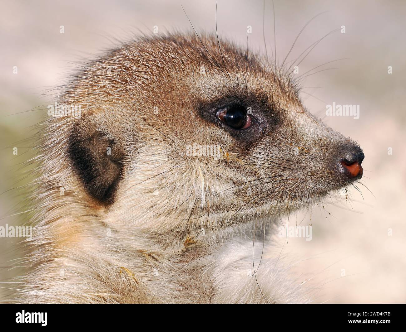 Meerkat, suricate, Erdmännchen, Surikate, Suricate, Suricata suricatta ...
