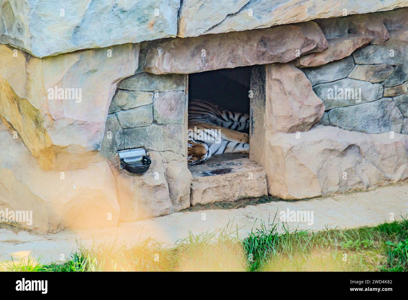 A siberian tiger Amur Tiger native of the Russian far east sleaping zoo ...