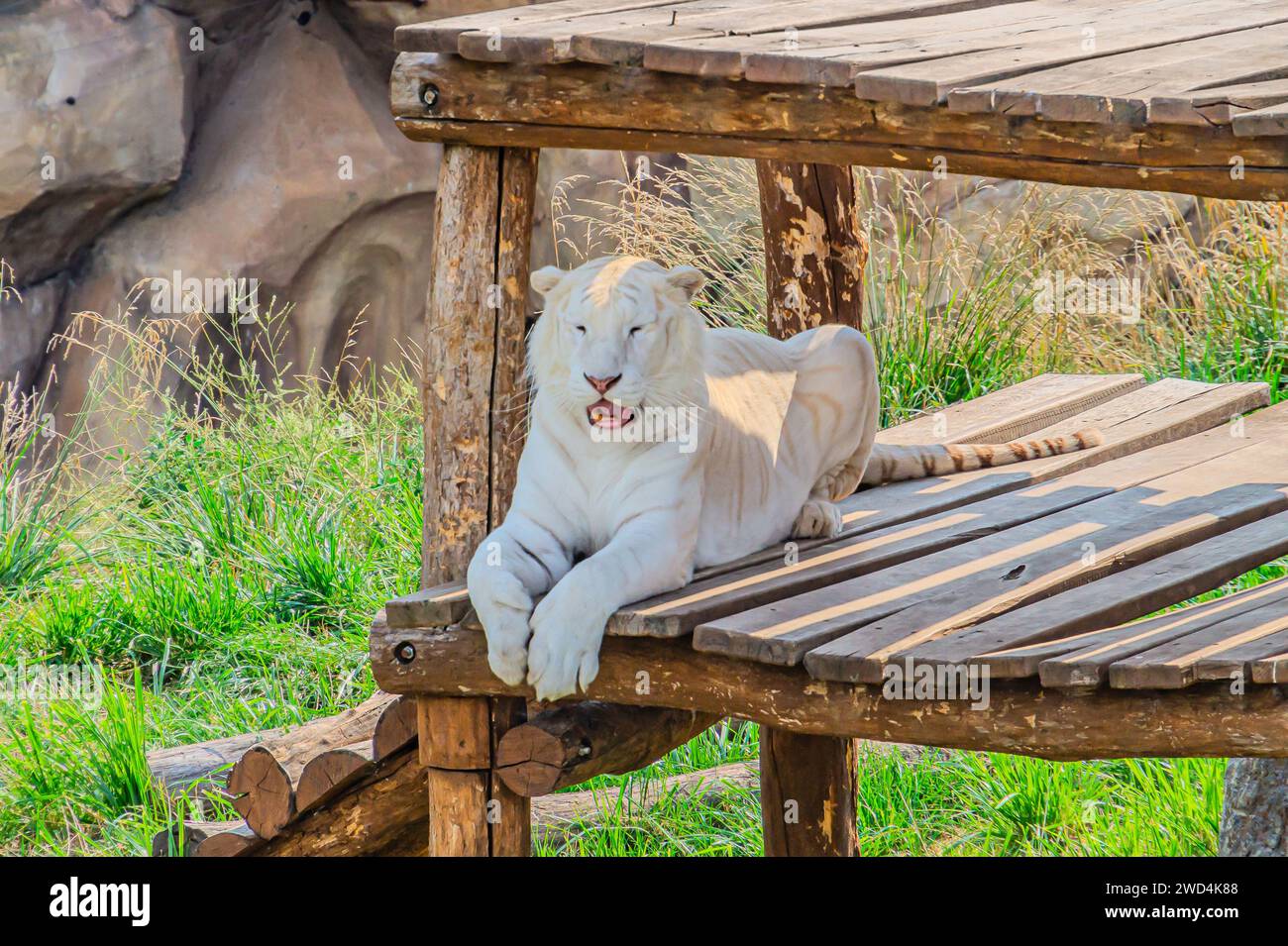 White tiger, bleached tiger. A white tiger lying on a platform at the ...
