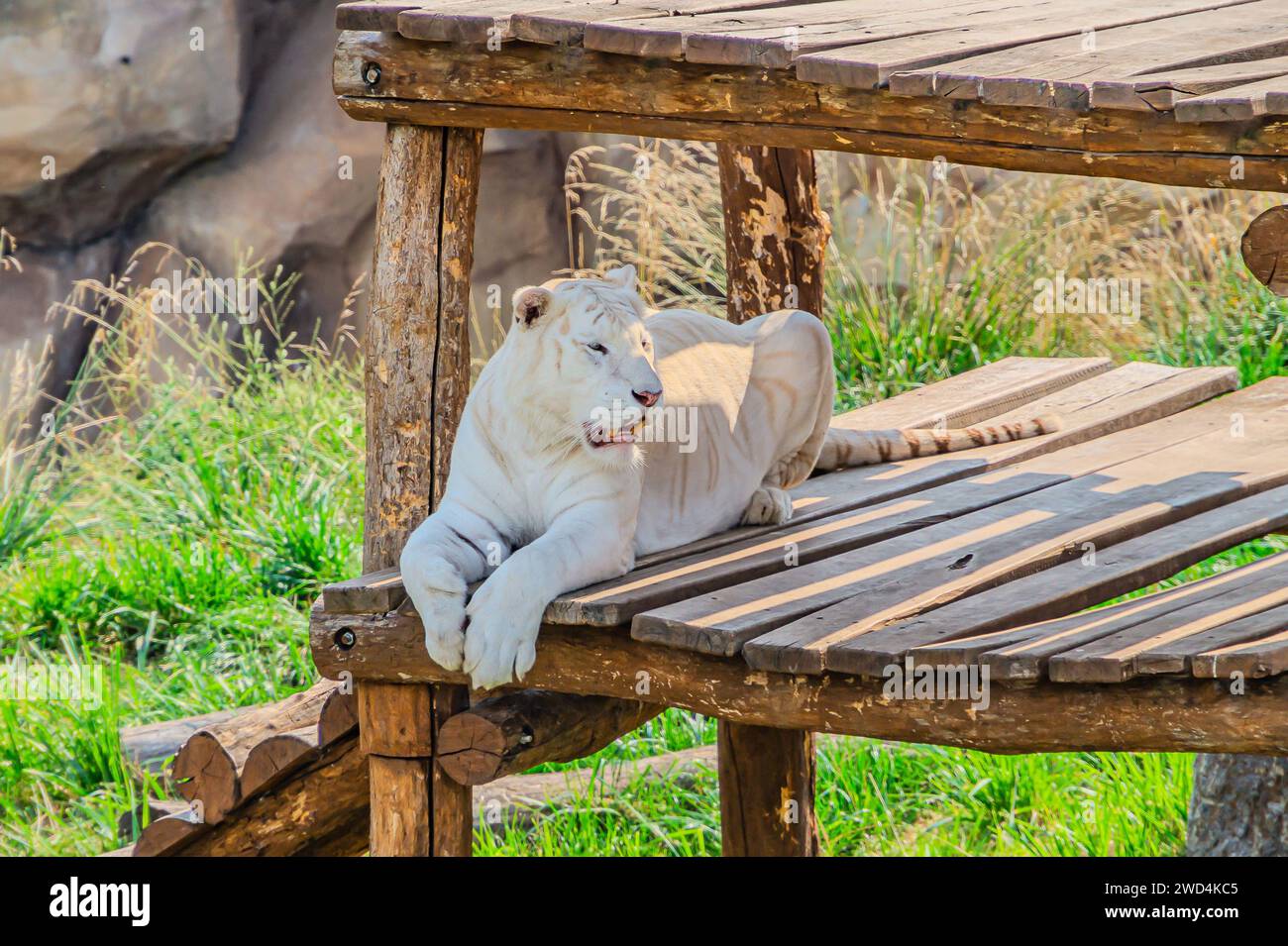White tiger, bleached tiger. A white tiger lying on a platform at the ...