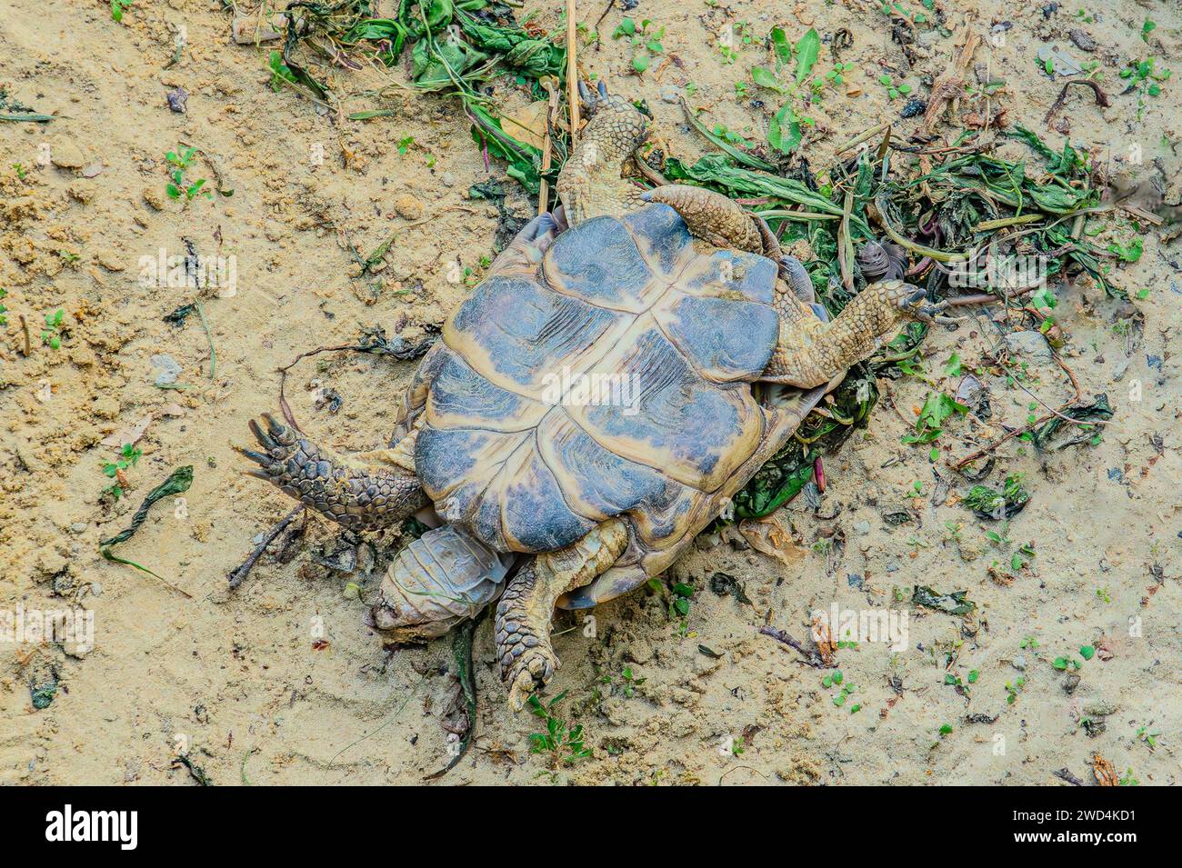 The land domestic turtle has fallen and lies upside down on the grass ...