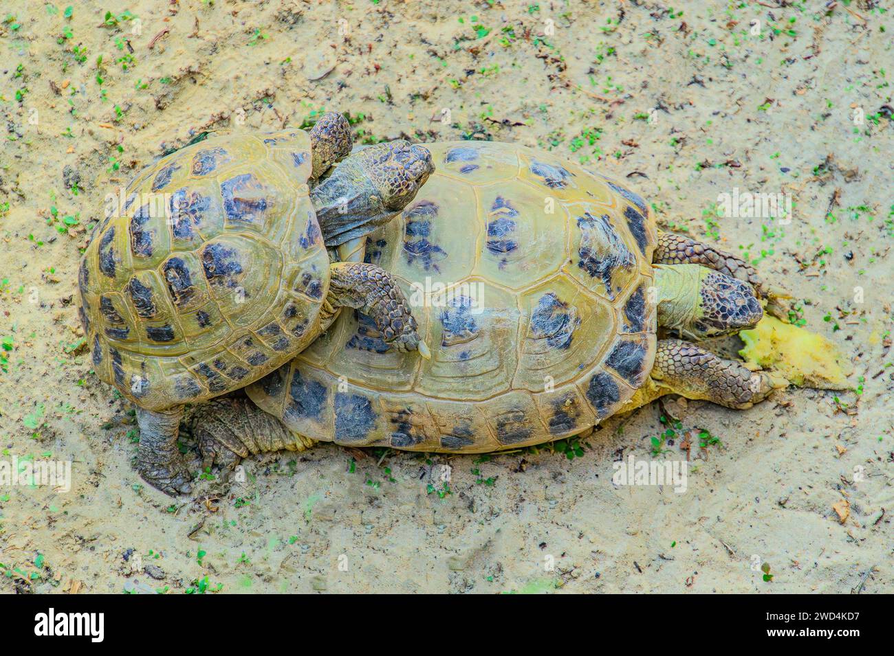 photo of two turtles reproducing. male and female mating Stock Photo ...