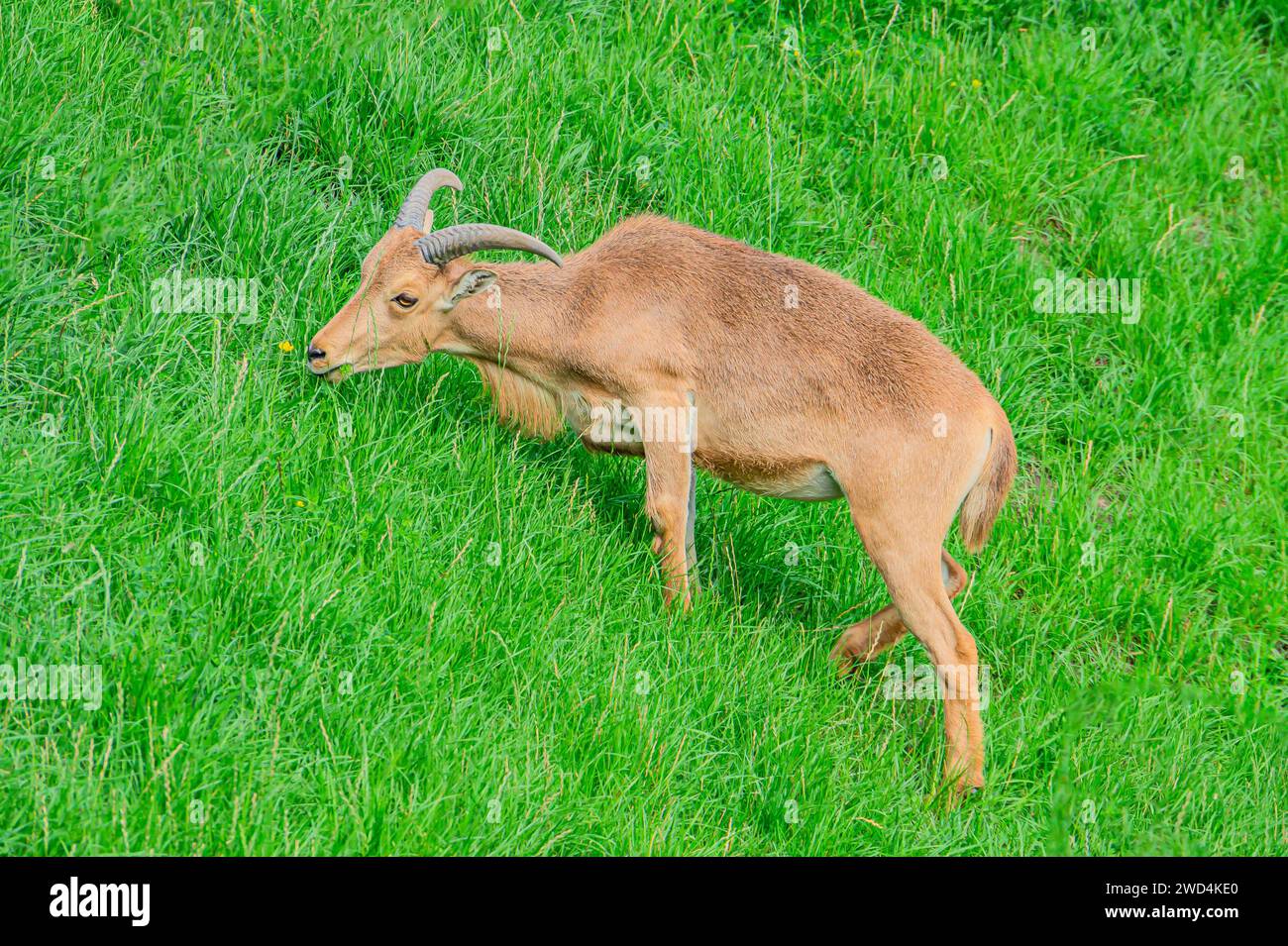 Barbary sheep, also known as aoudad is a species of caprine native to ...