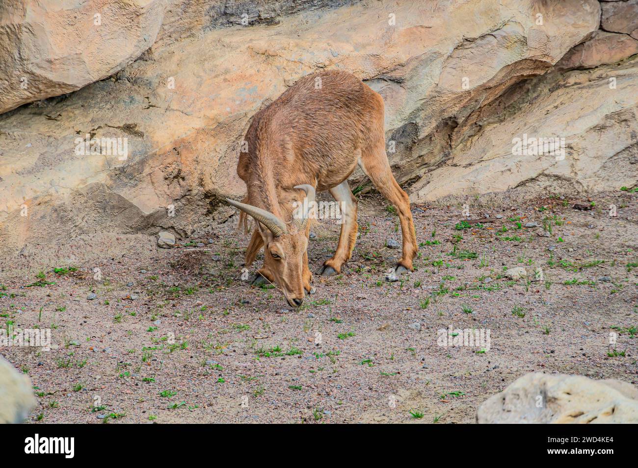 Barbary sheep, also known as aoudad is a species of caprine native to ...
