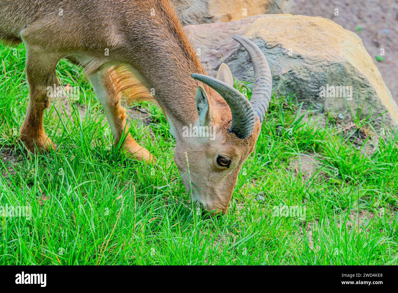 Barbary sheep, also known as aoudad is a species of caprine native to ...