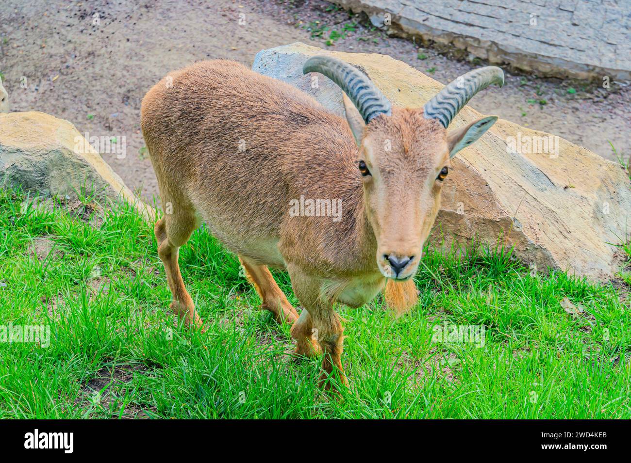 Barbary sheep, also known as aoudad is a species of caprine native to ...