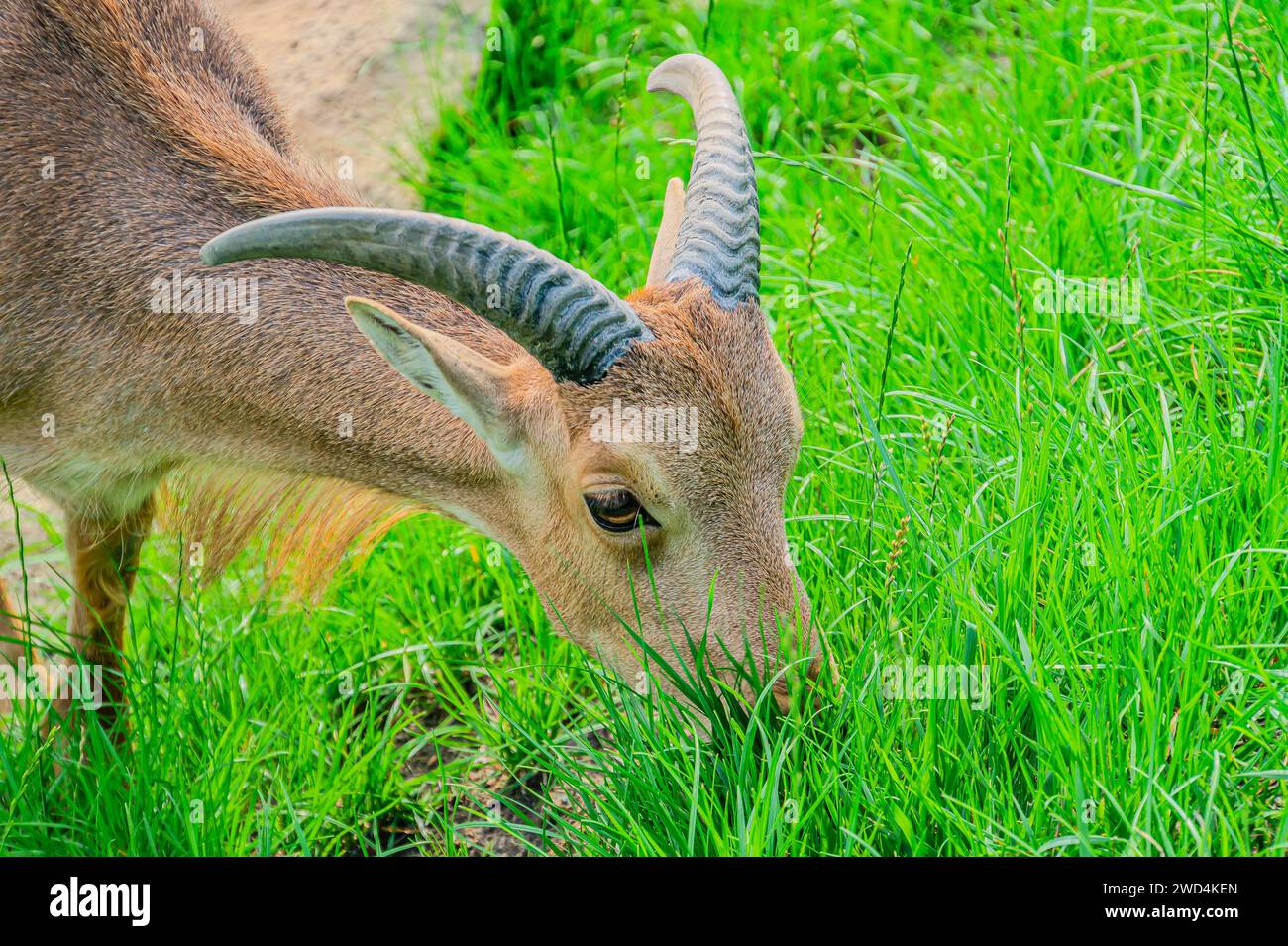 Barbary sheep, also known as aoudad is a species of caprine native to ...