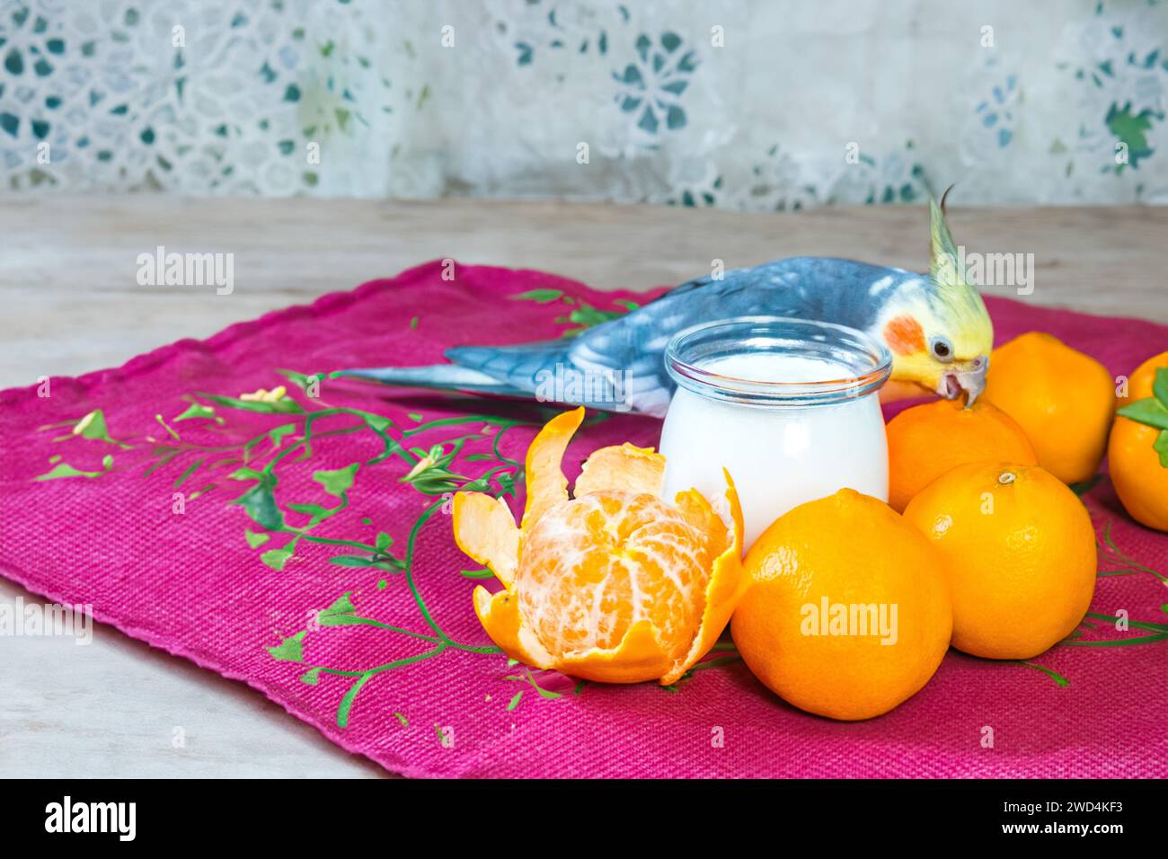 Cockatiel parrot eating Homemade yogurt with a mandarin for a breakfast ...