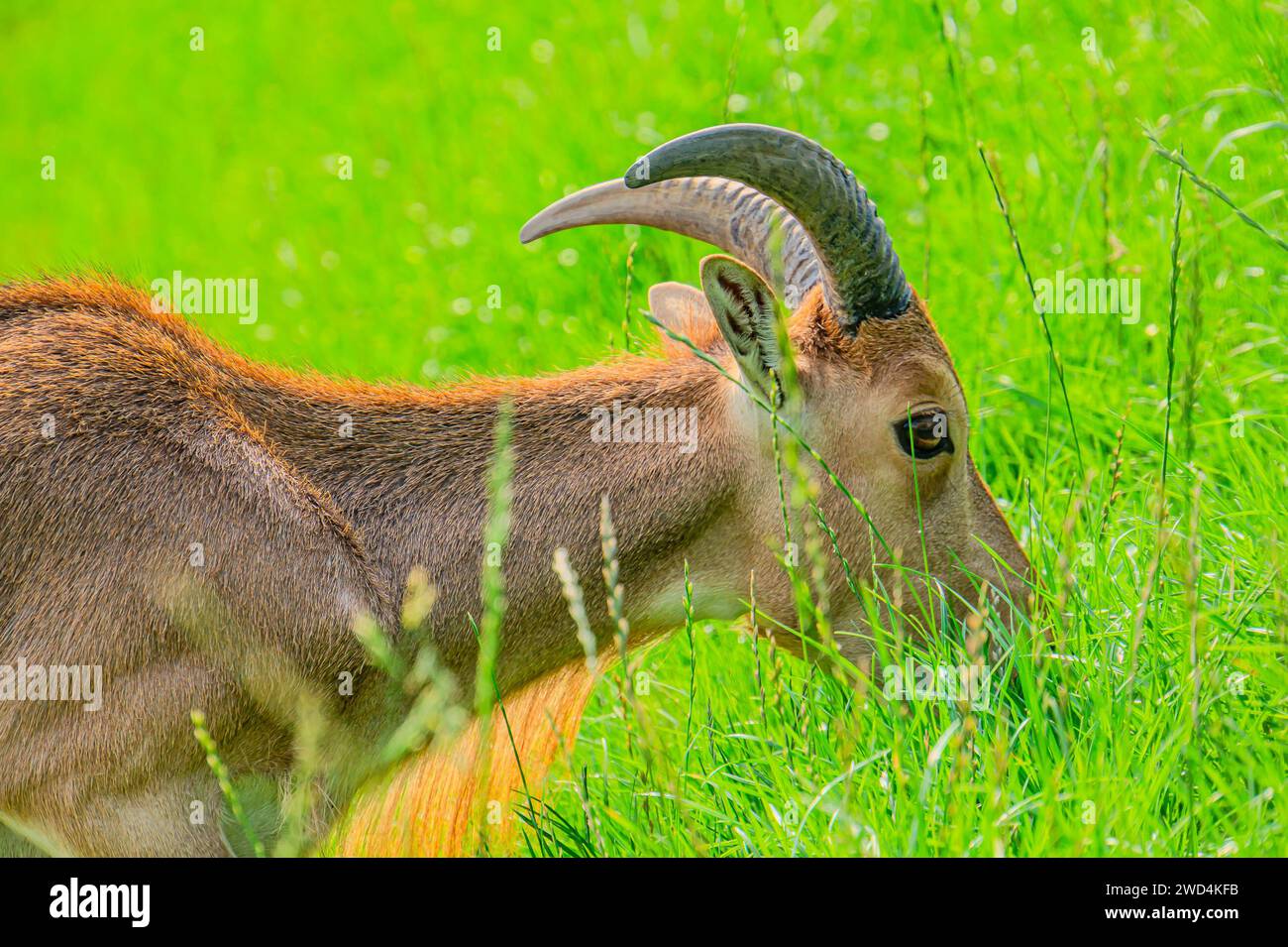 Barbary sheep, also known as aoudad is a species of caprine native to ...