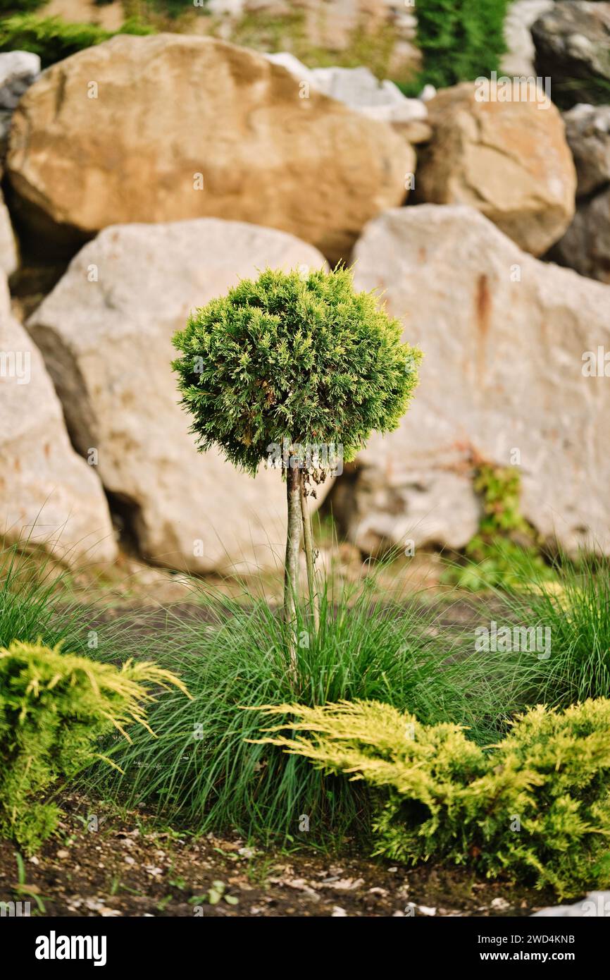 Little thuja tree trimmed in ball shape in the garden outdoors. Small ...