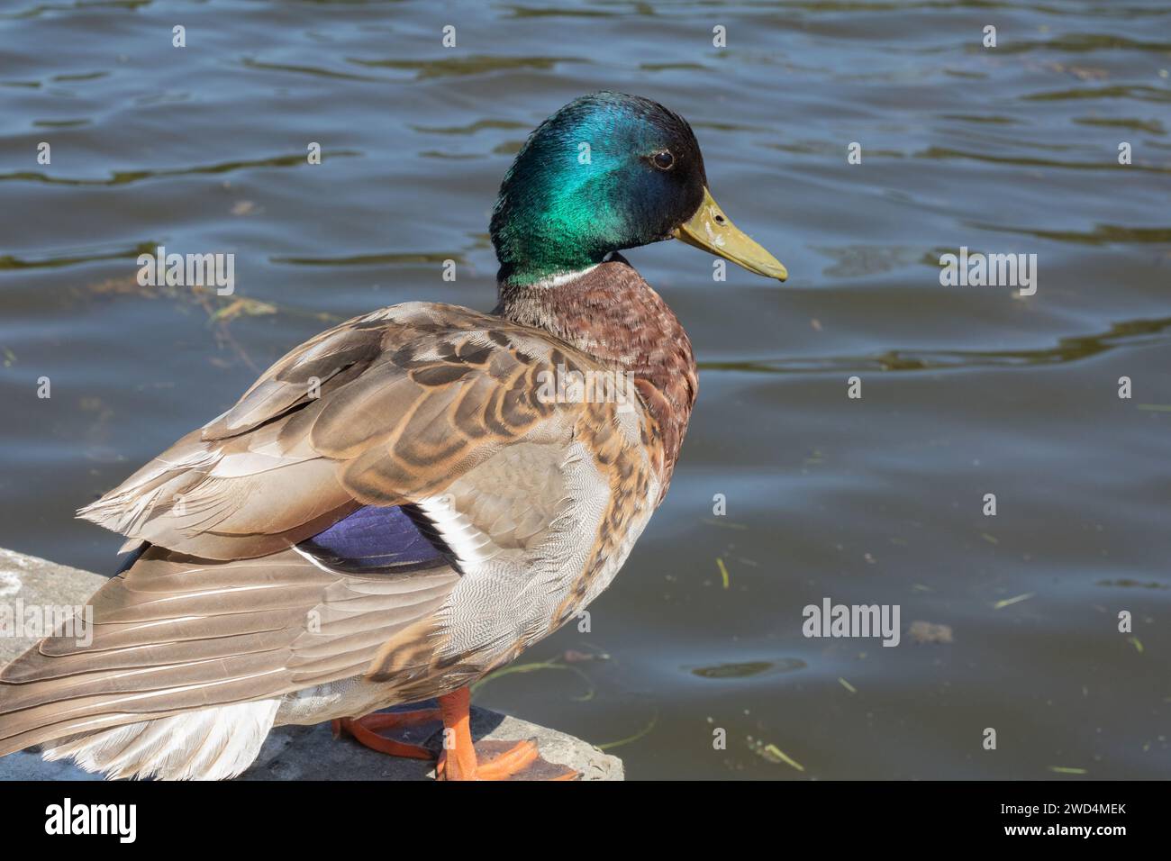 Horizontal wildlife photo featuring a duck, a captivating bird in its ...