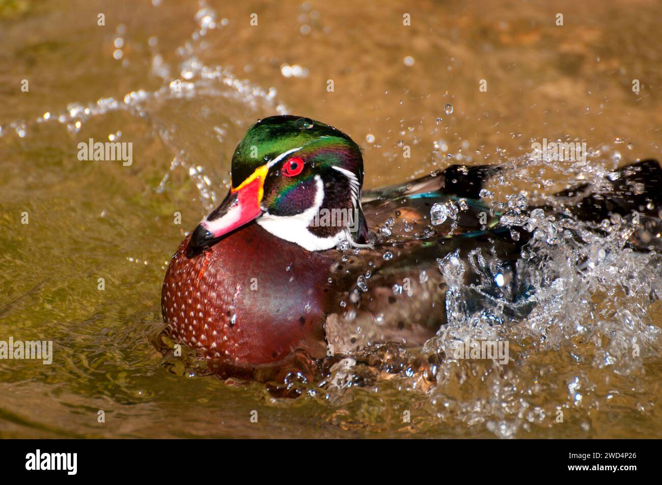 Wood duck (Aix sponsa), San Diego Zoo, Balboa Park, San Diego ...