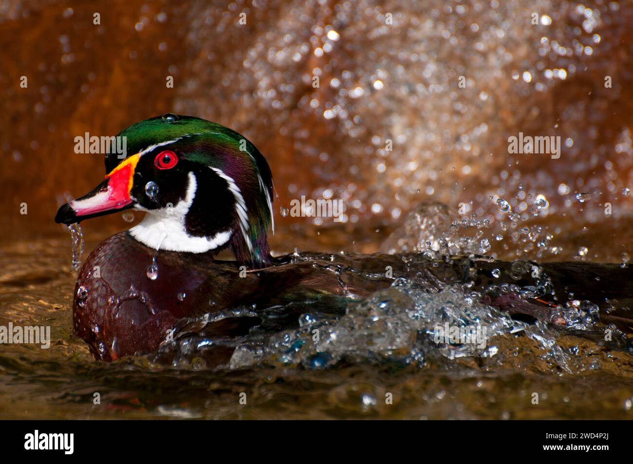 Wood duck (Aix sponsa), San Diego Zoo, Balboa Park, San Diego ...