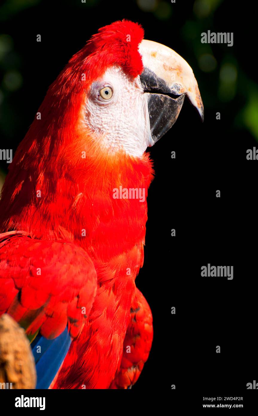 Northern Scarlet Macaw (Ara macao cyanoptera), San Diego Zoo, Balboa ...