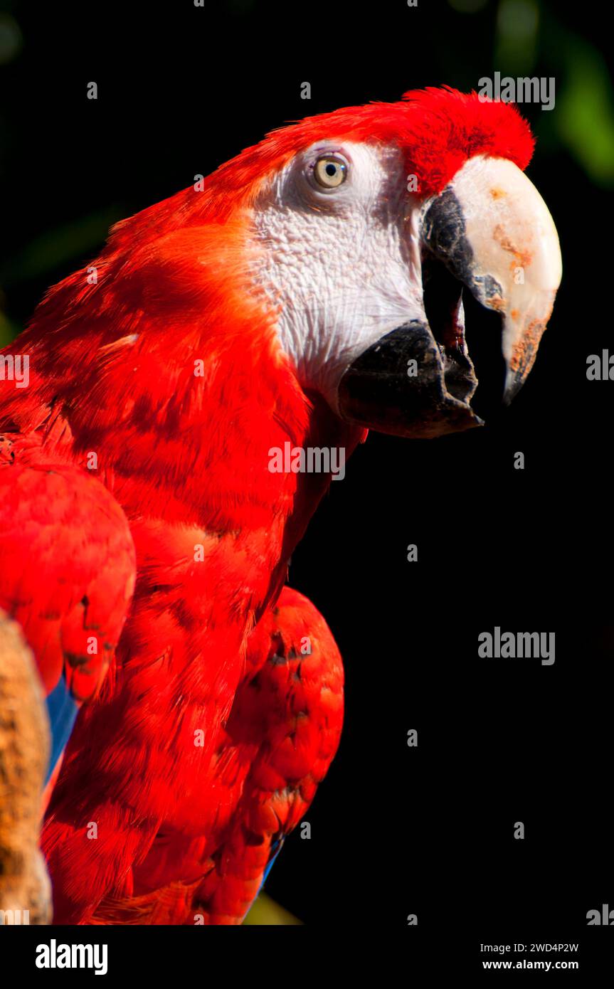 Northern Scarlet Macaw (Ara macao cyanoptera), San Diego Zoo, Balboa ...
