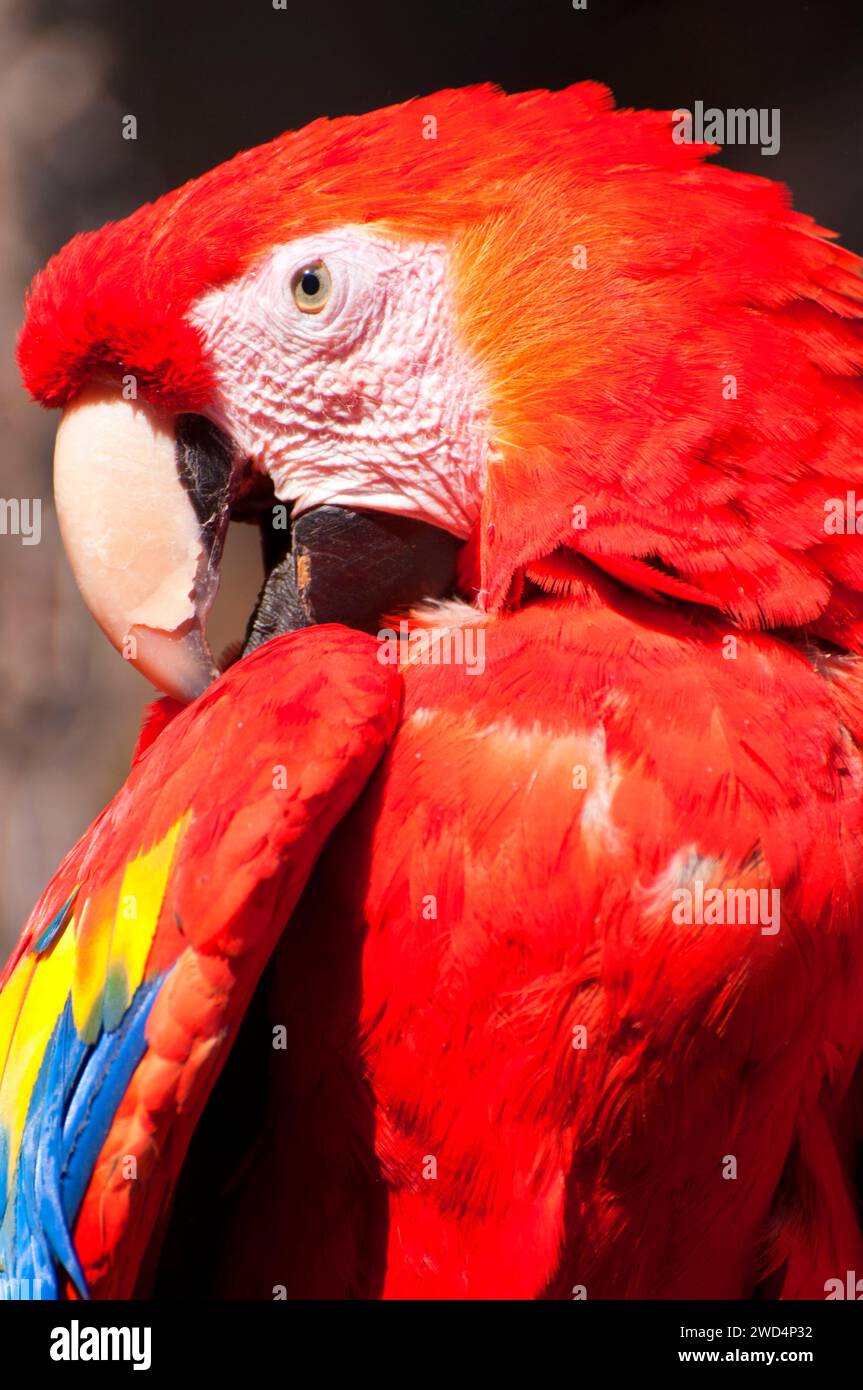 Northern Scarlet Macaw (Ara macao cyanoptera), San Diego Zoo, Balboa ...