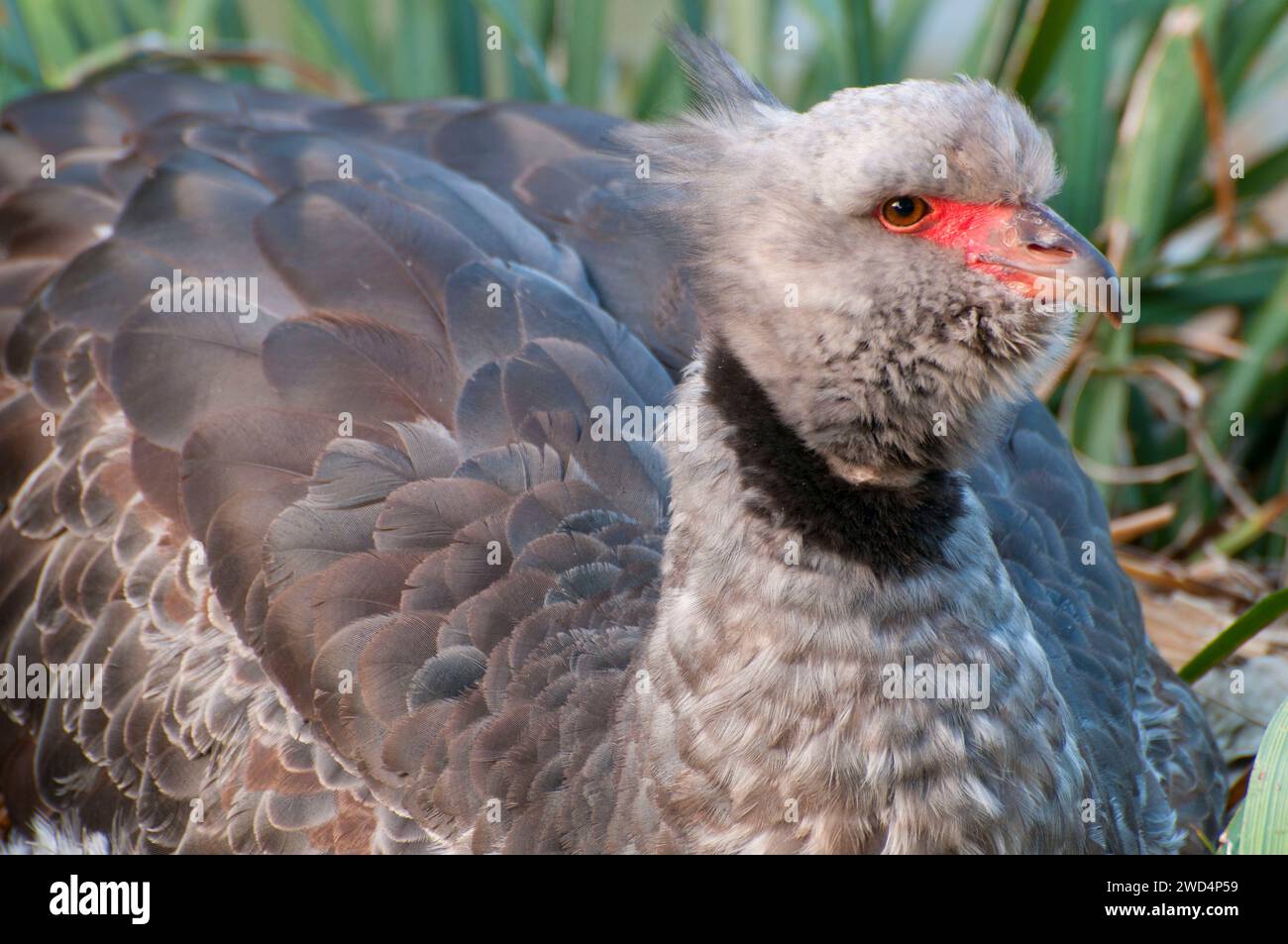 Crested screamer hi-res stock photography and images - Alamy