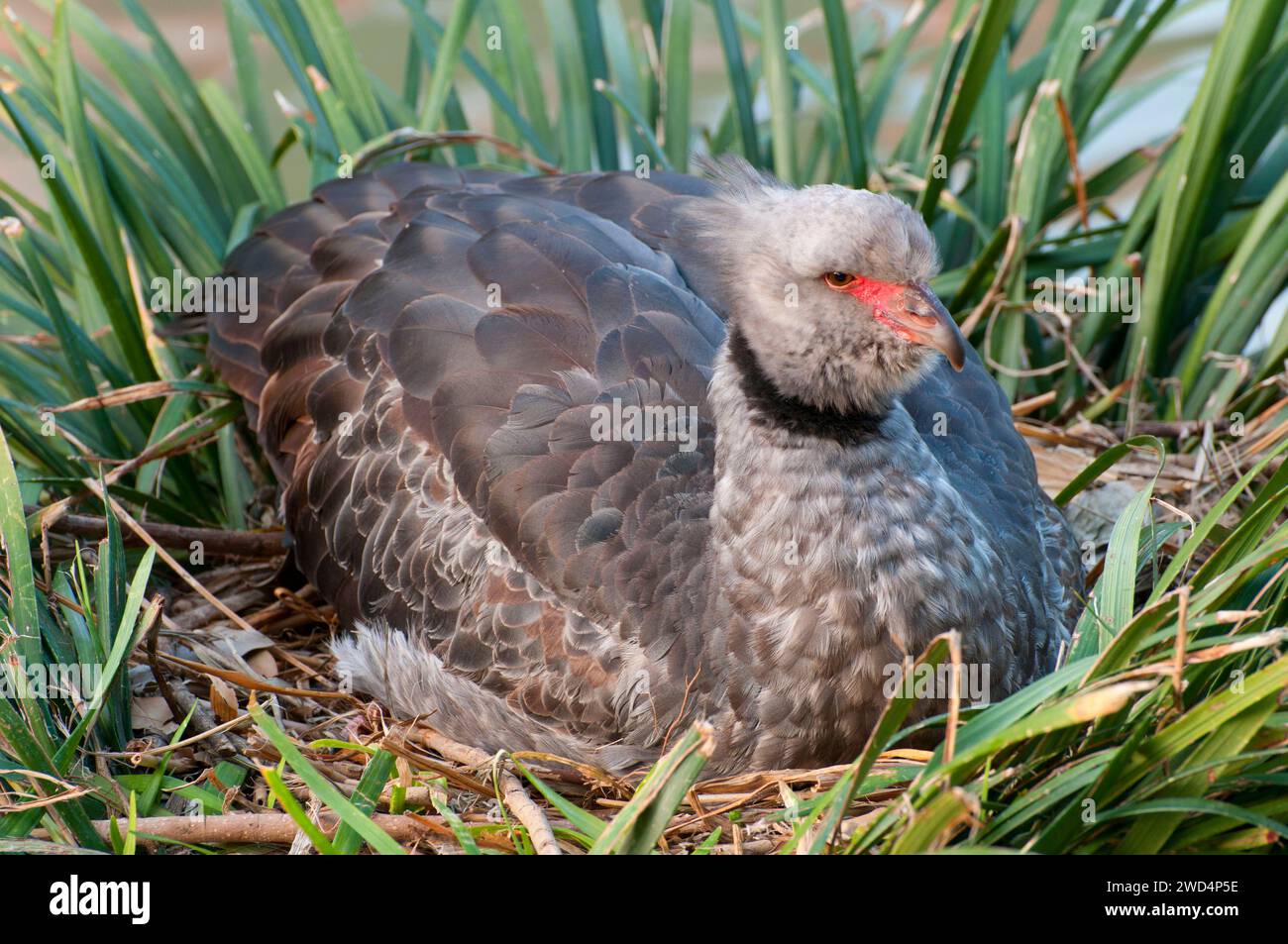 Crested screamer (Chauna torquata), San Diego Zoo, Balboa Park, San ...