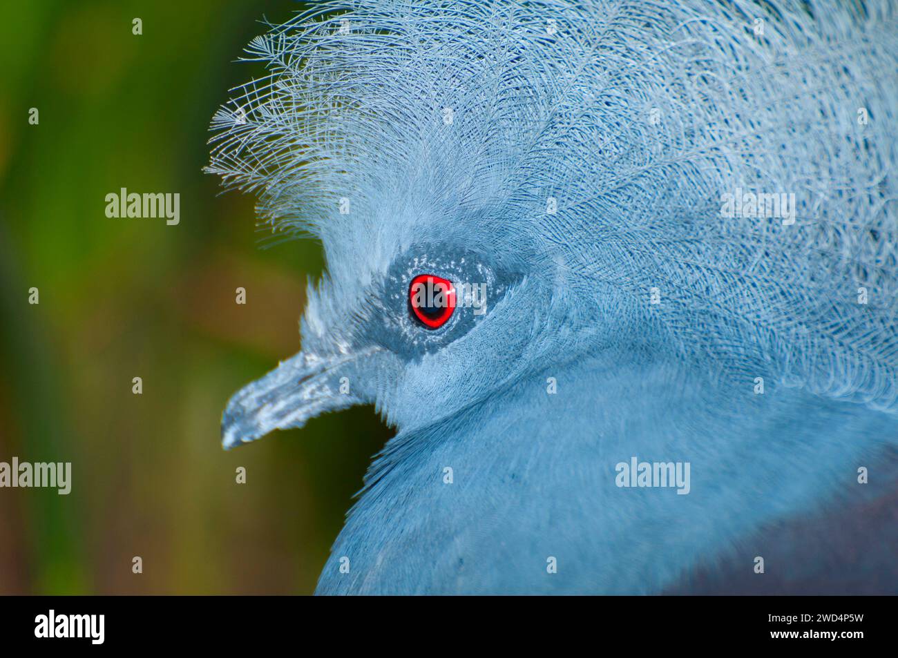 Victoria crowned pigeon (Goura victoria), San Diego Zoo, Balboa Park ...