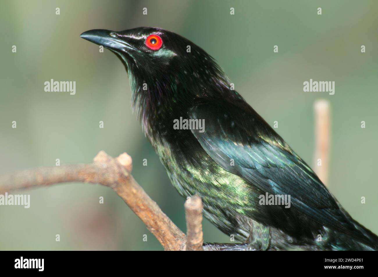 Metallic starling (Aplonis metallica), San Diego Zoo, Balboa Park, San ...