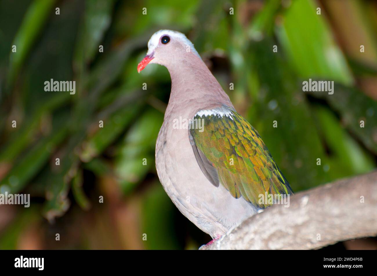 Dove, San Diego Zoo, Balboa Park, San Diego, California Stock Photo - Alamy