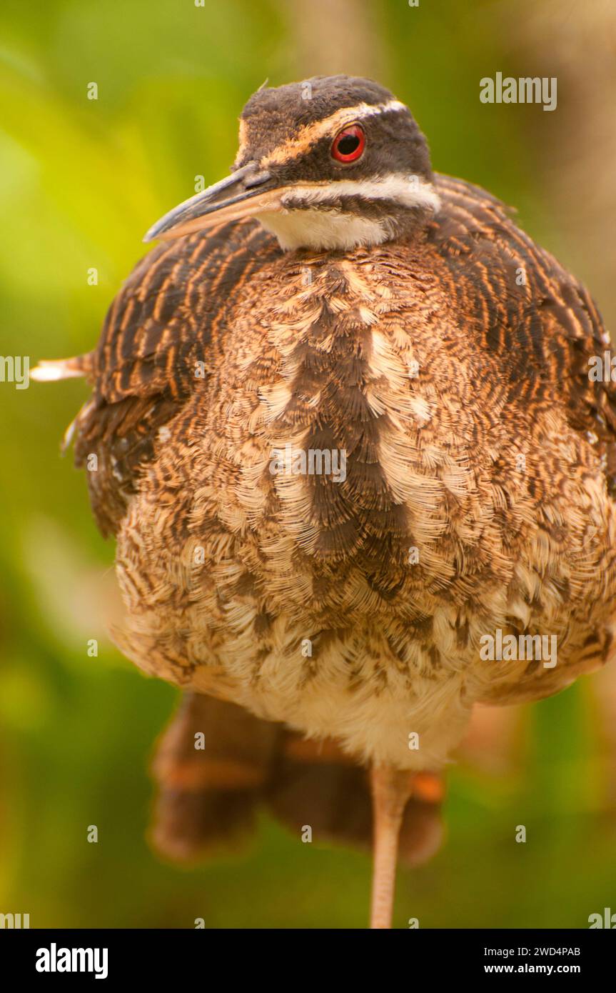 Greater sunbittern (Eurypyga helias), San Diego Zoo, Balboa Park, San ...
