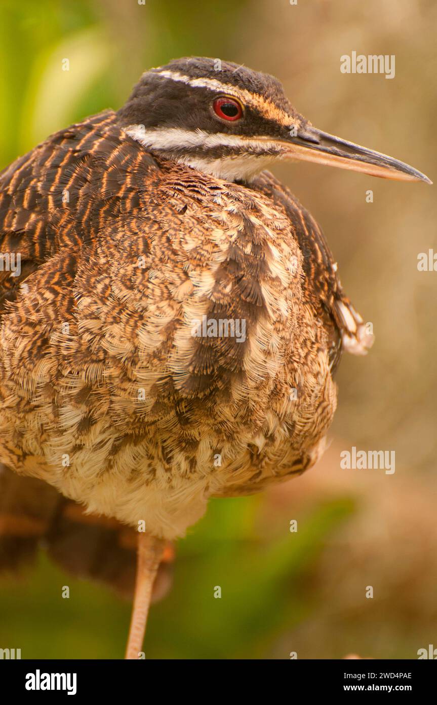 Greater sunbittern (Eurypyga helias), San Diego Zoo, Balboa Park, San ...