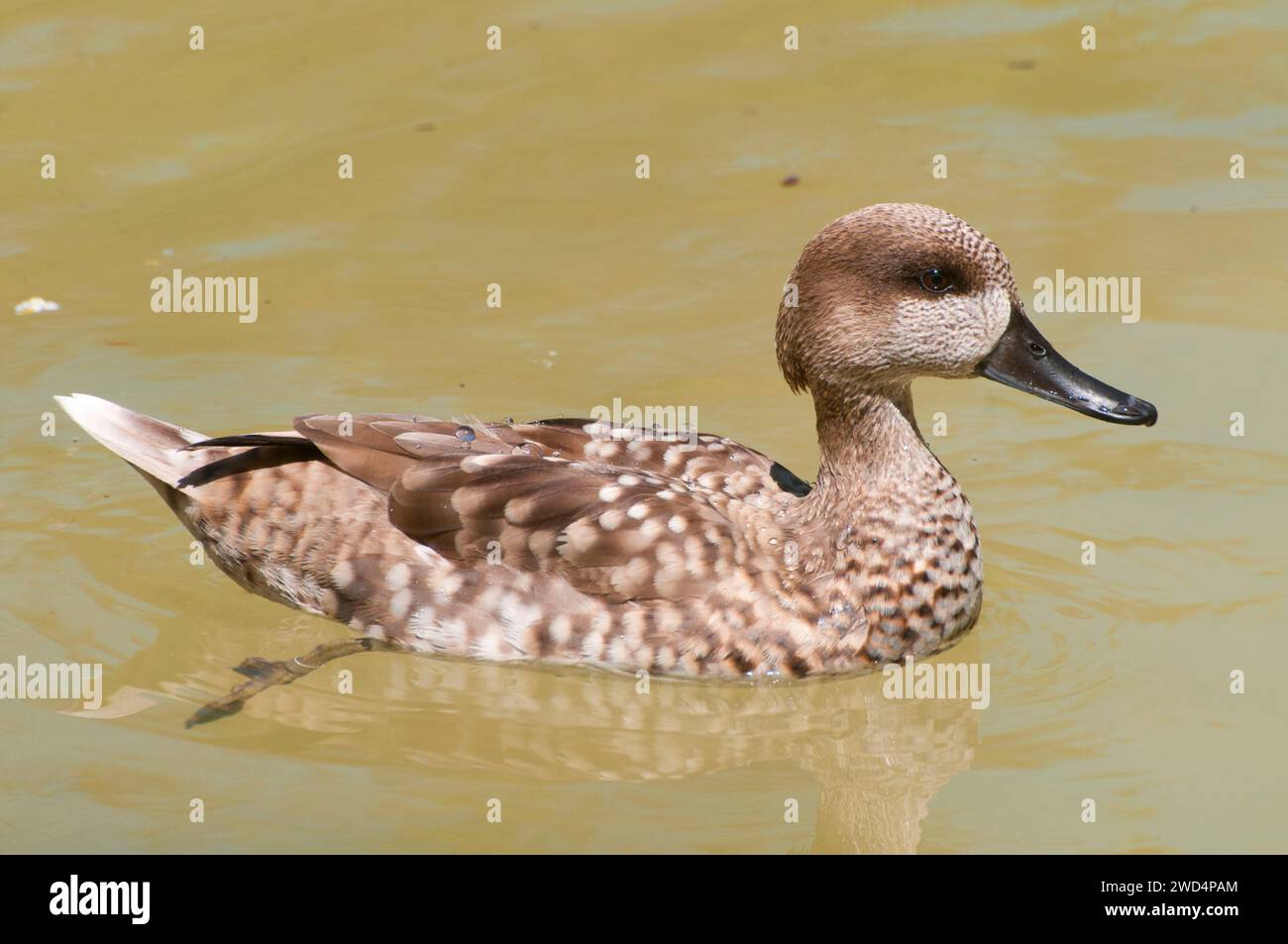 Duck, San Diego Zoo, Balboa Park, San Diego, California Stock Photo - Alamy