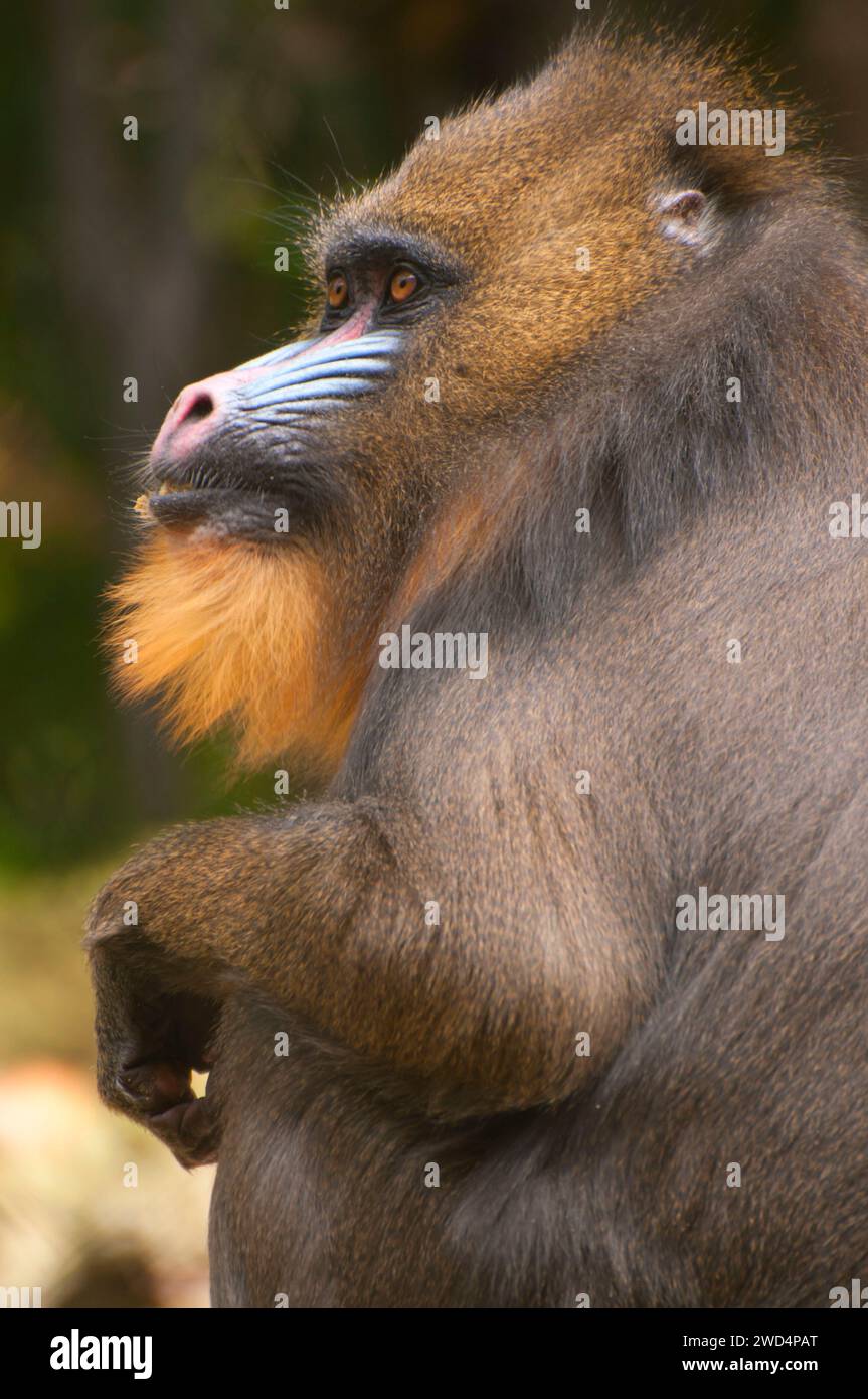 Mandrill mandrillus sphinx hi-res stock photography and images - Alamy