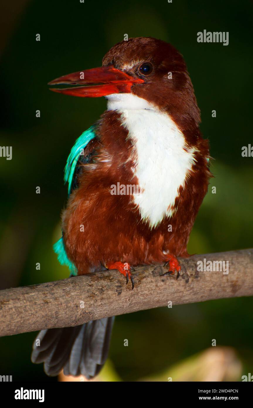 White-breasted kingfisher (Halcyon smyrnesis), San Diego Zoo, Balboa ...