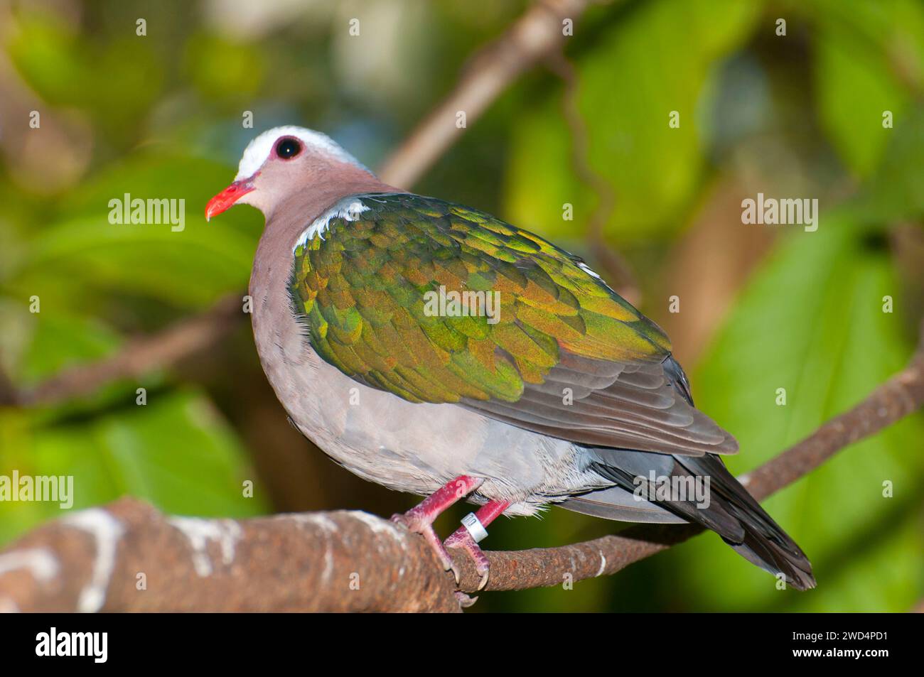 Dove in aviary, San Diego Zoo, Balboa Park, San Diego, California Stock ...