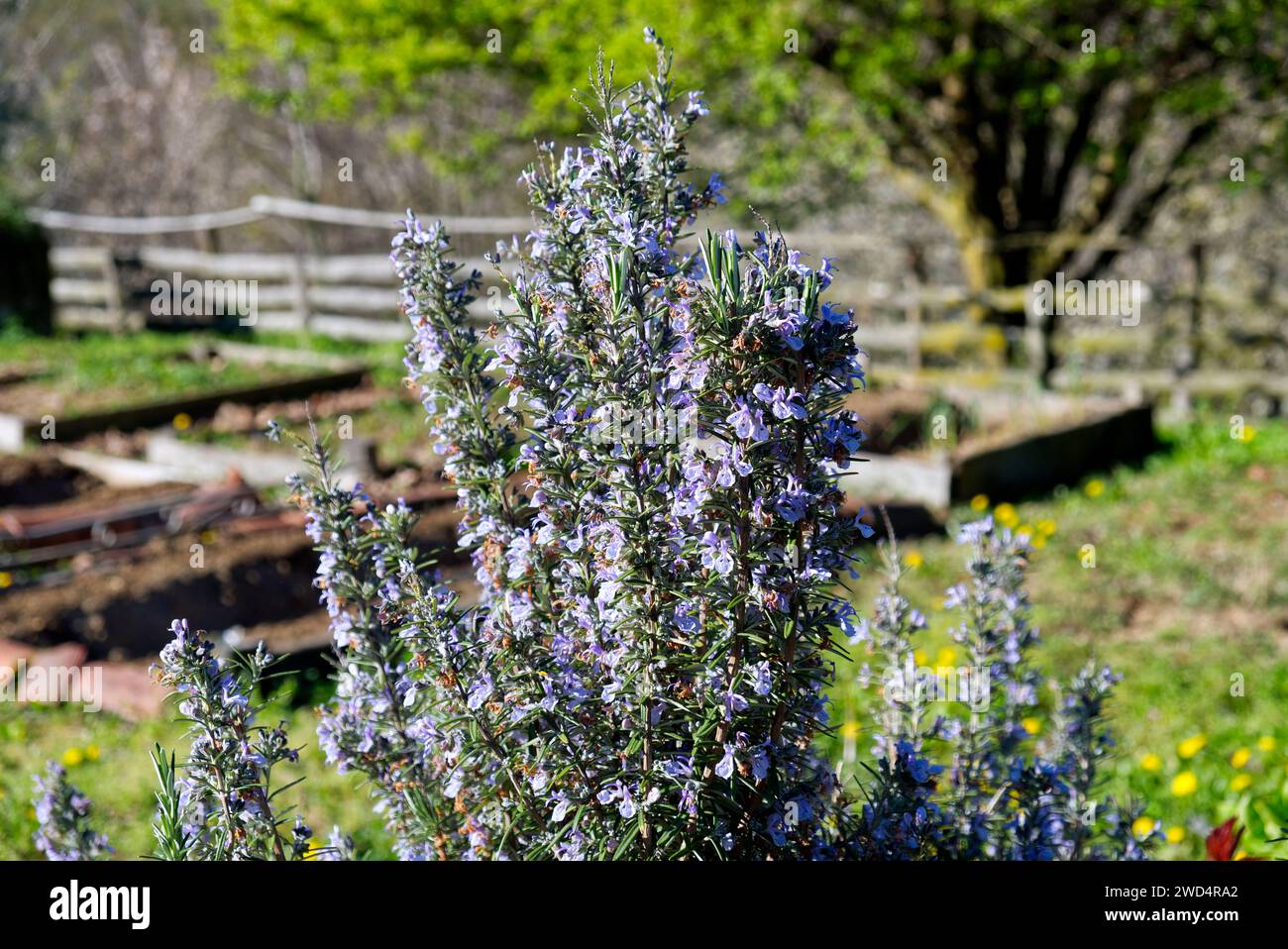 A rosemary plant in bloom in a vegetable garden, spring concept Stock ...