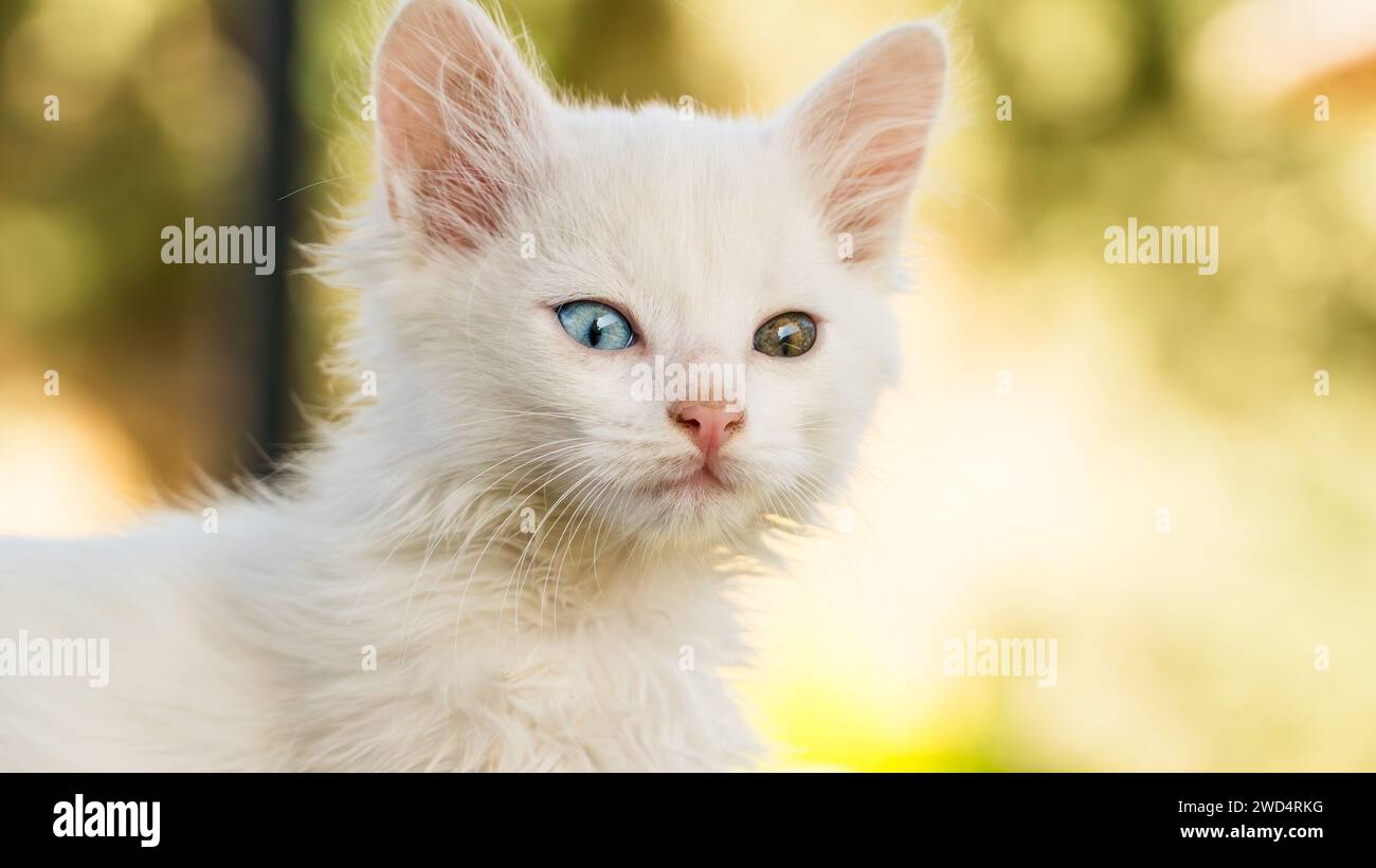 Turkish Van Cat. Van Kedisi. Cute white kitten with colorful eyes Stock ...