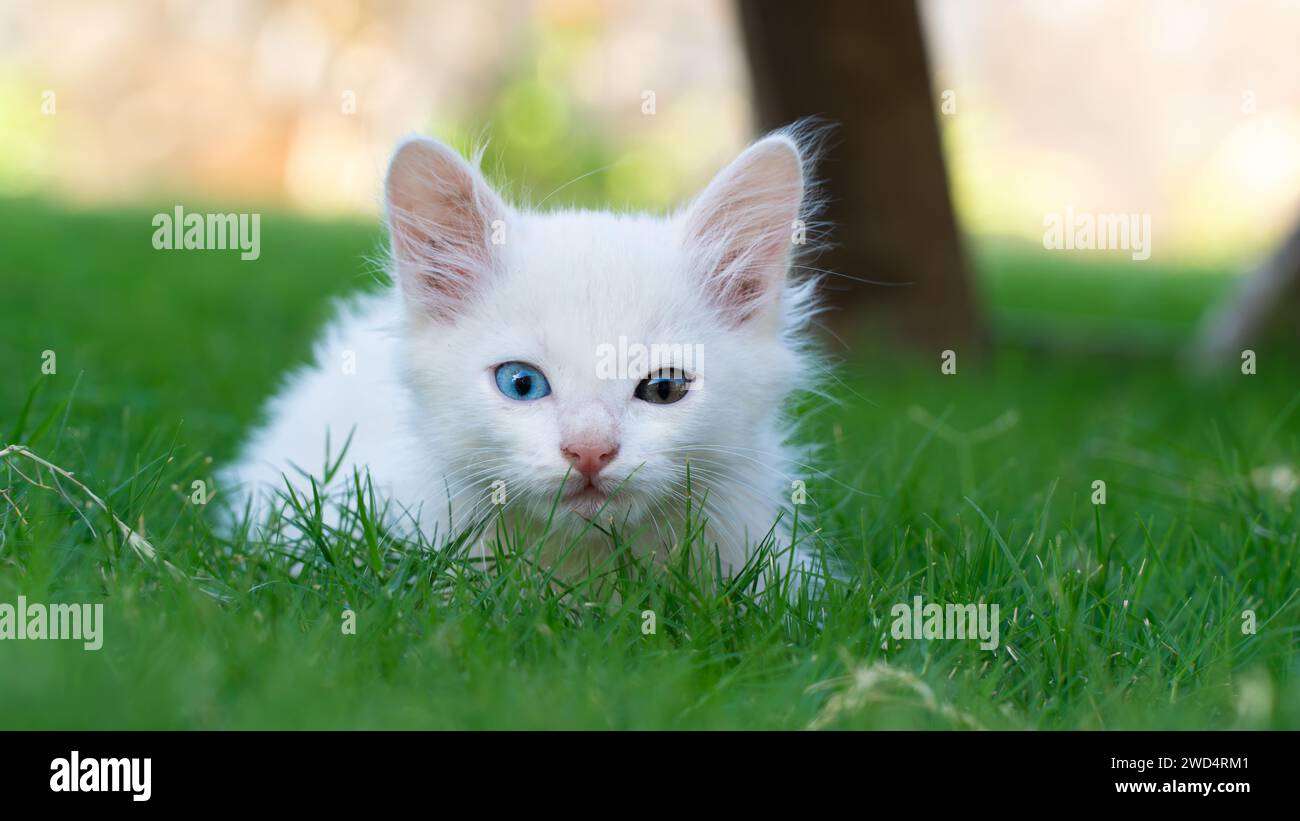 Turkish Van Cat. Van Kedisi. Cute white kitten with colorful eyes Stock ...