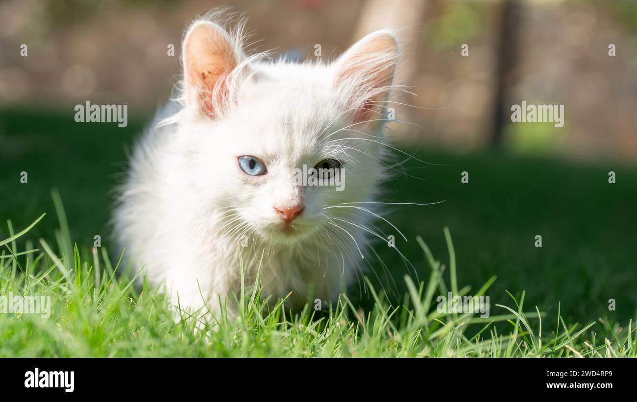 Turkish Van Cat. Van Kedisi. Cute white kitten with colorful eyes Stock ...