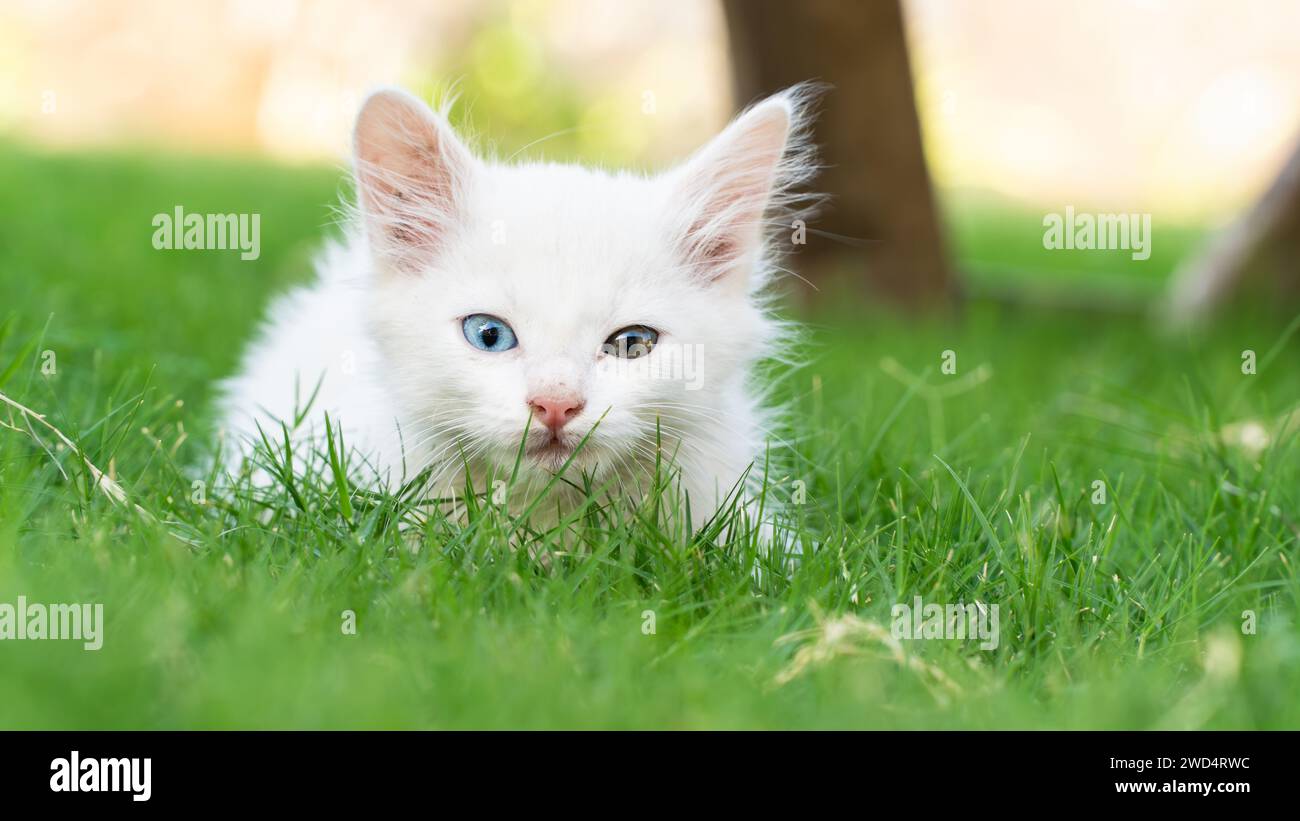 Turkish Van Cat. Van Kedisi. Cute white kitten with colorful eyes Stock ...