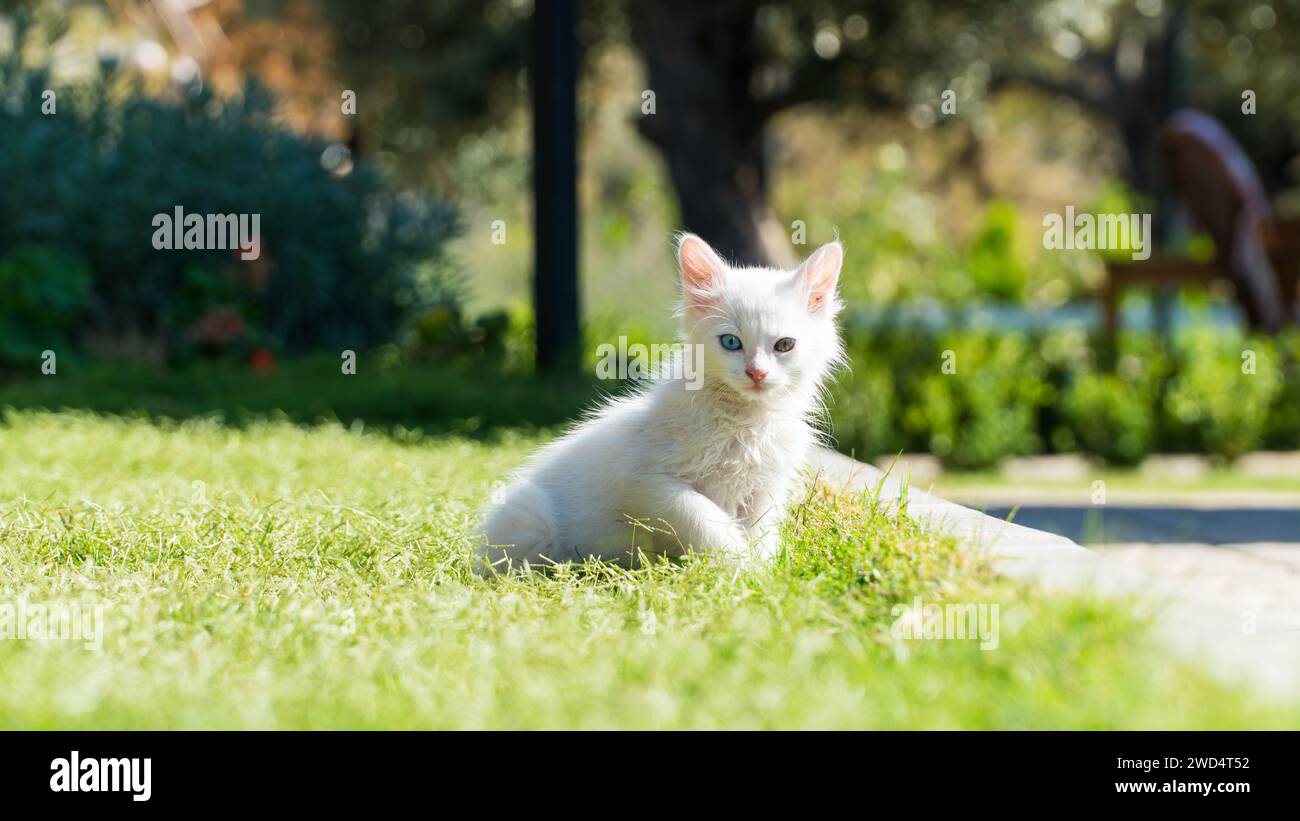 Turkish Van Cat. Van Kedisi. Cute white kitten with colorful eyes Stock ...
