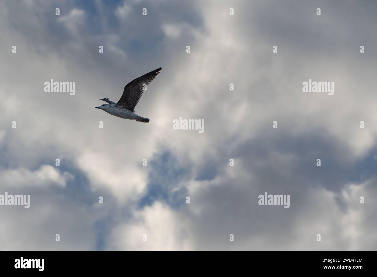 Gabbiano spiaggia hi-res stock photography and images - Alamy