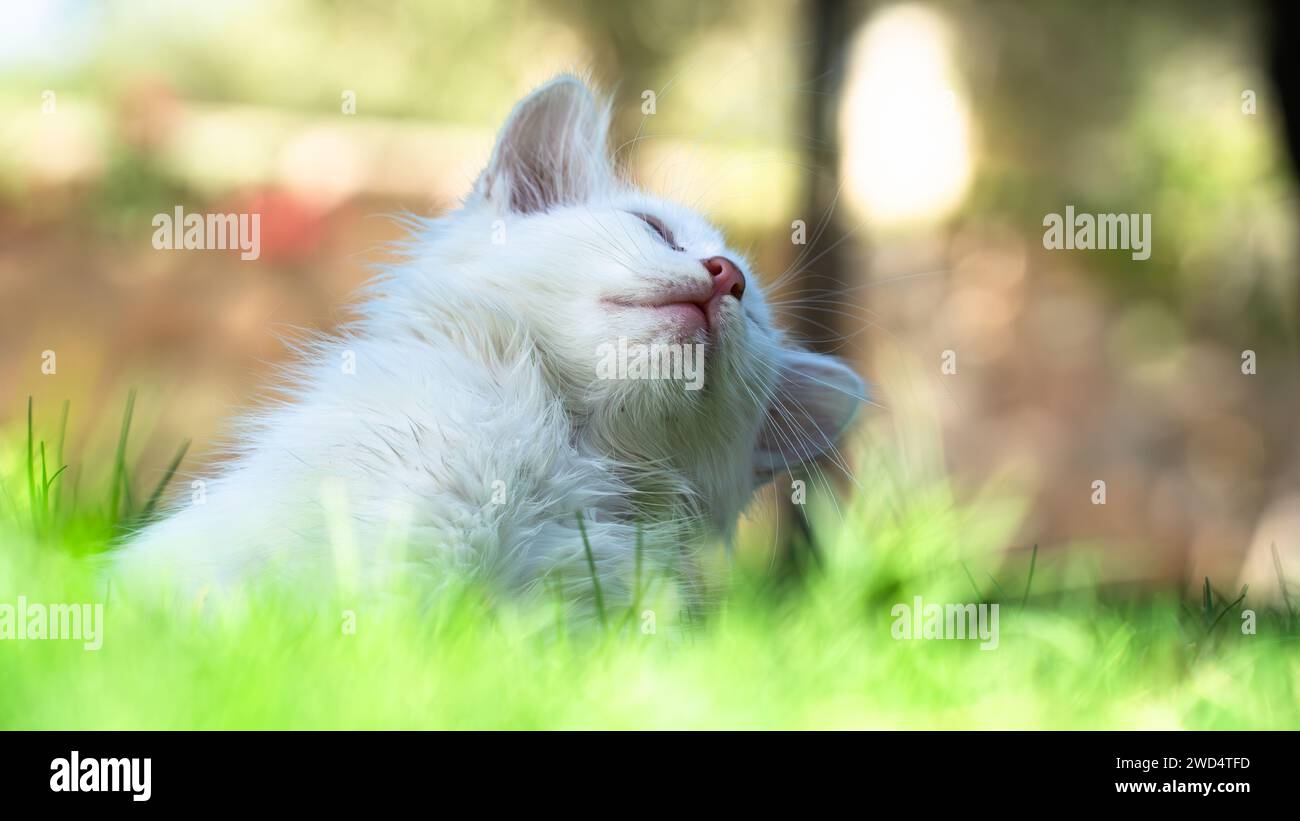 Turkish Van Cat. Van Kedisi. Cute white kitten with colorful eyes Stock ...