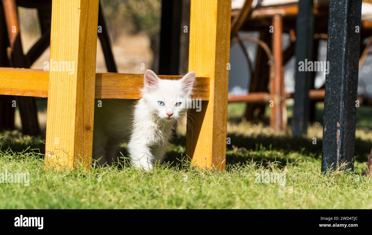Turkish Van Cat. Van Kedisi. Cute white kitten with colorful eyes Stock ...